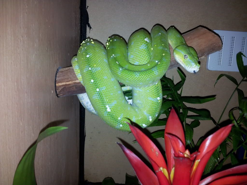 Biak Green Tree Python Pairing | Reptile Forums